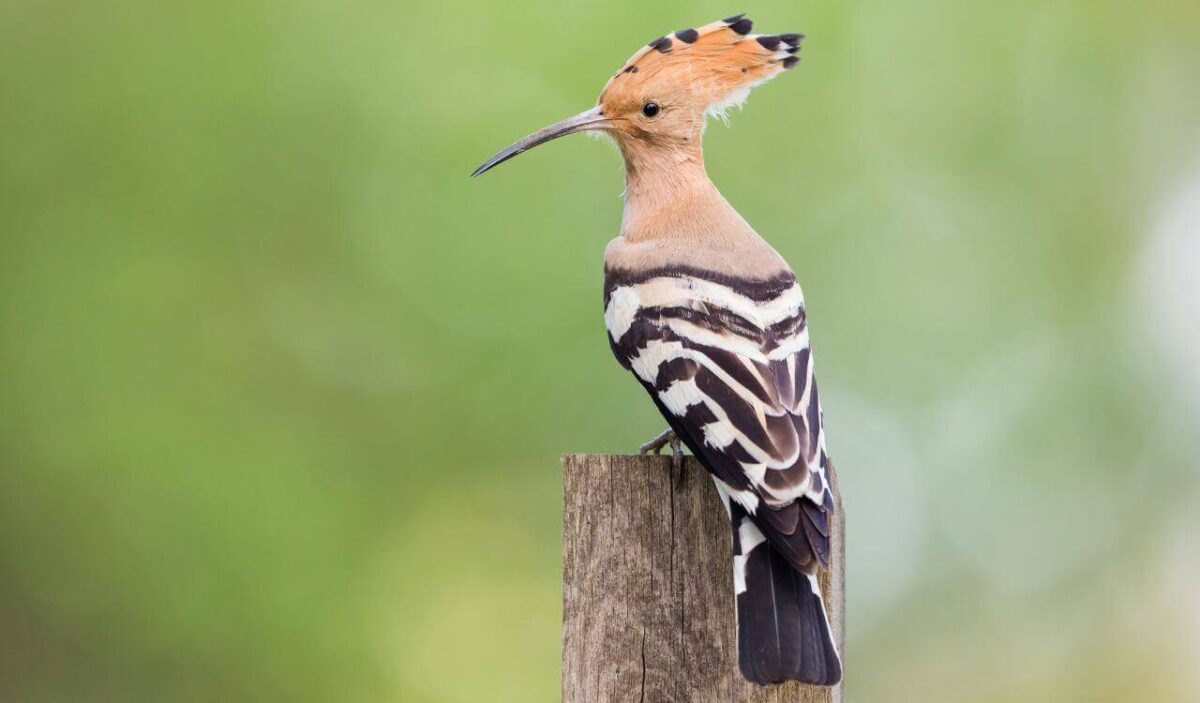 Dudek - wygląd ptaka, głos i ciekawostki