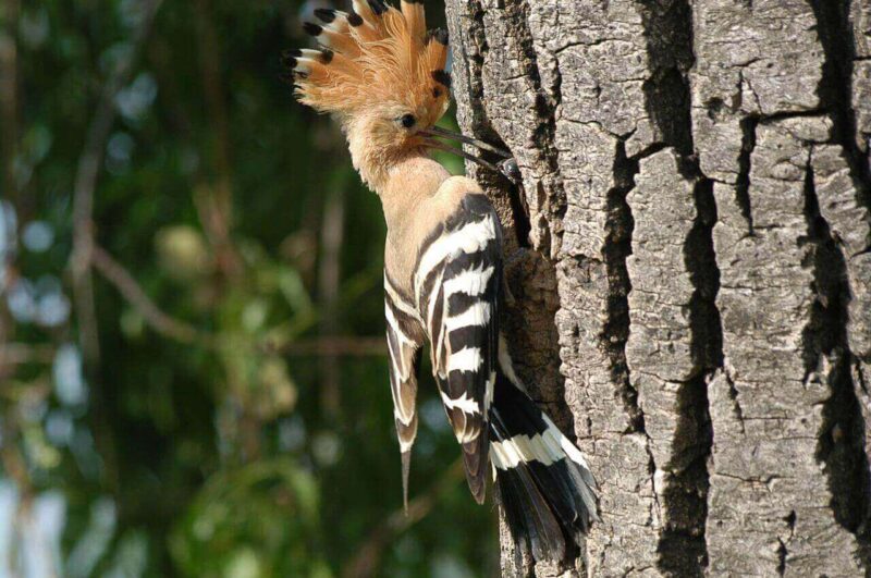 Dudek - wygląd ptaka, głos i ciekawostki