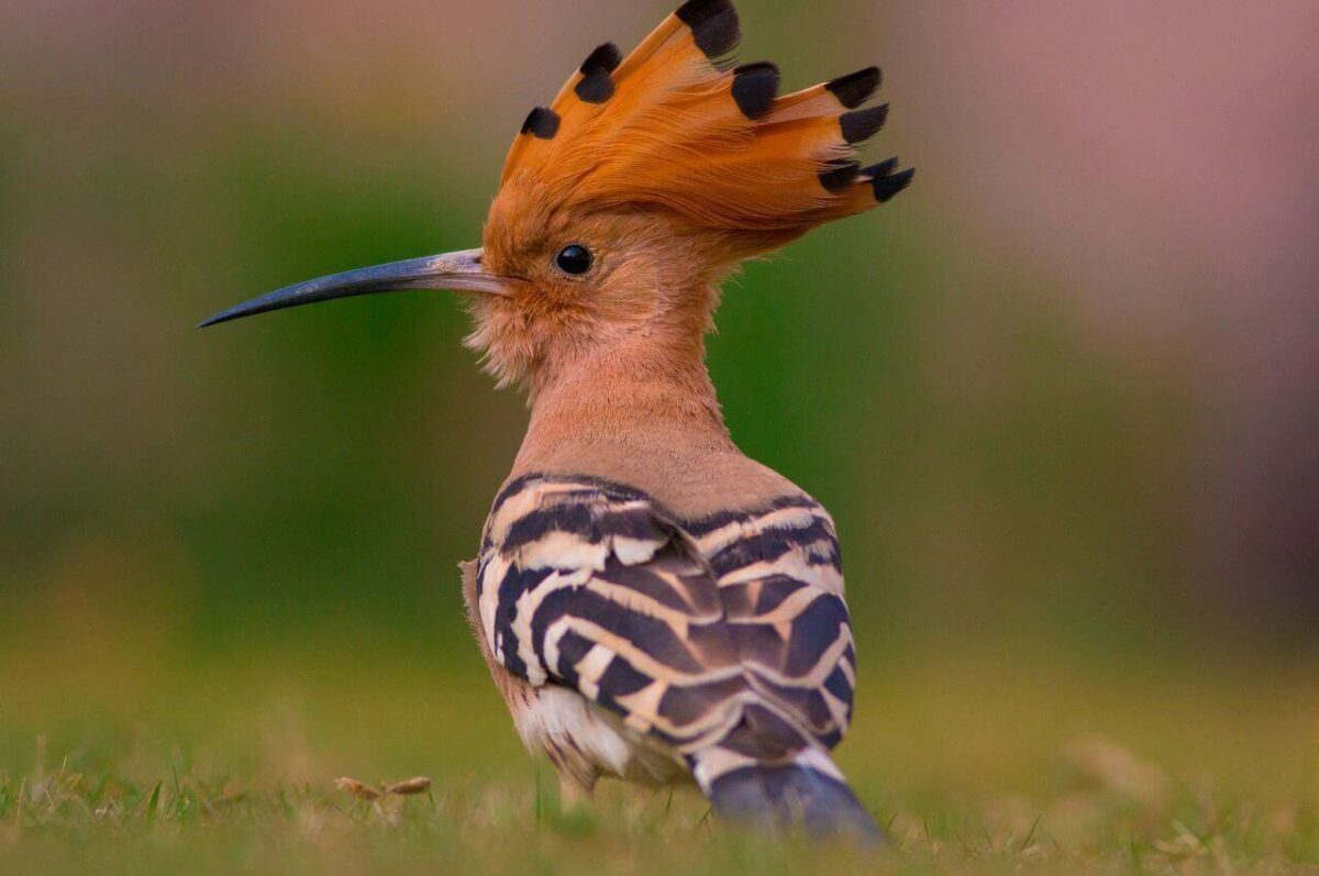 Dudek - wygląd ptaka, głos i ciekawostki