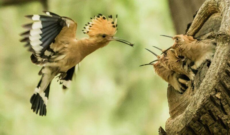 Dudek - wygląd ptaka, głos i ciekawostki