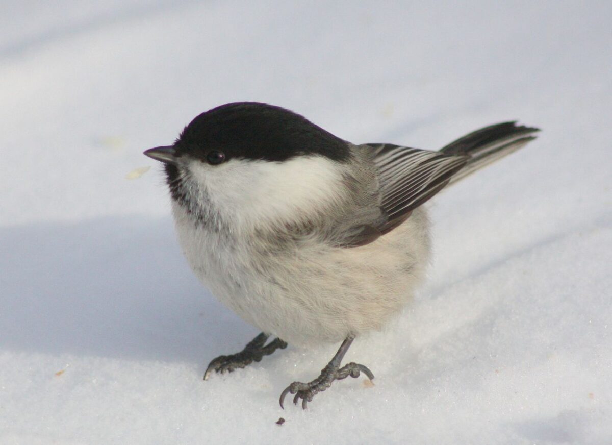 Sikora Uboga - wygląd ptaka, głos i ciekawostki