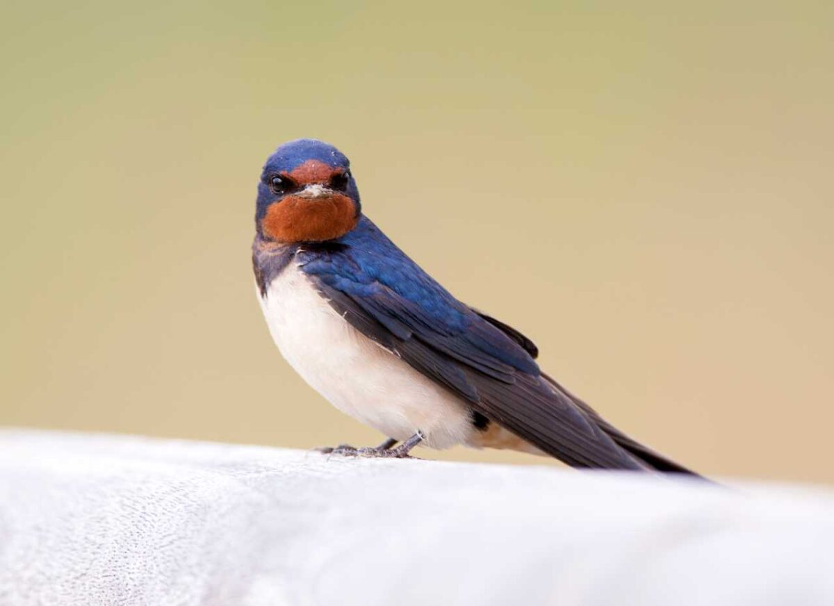Oknówka (Jaskółka) - wygląd ptaka, głos i ciekawostki