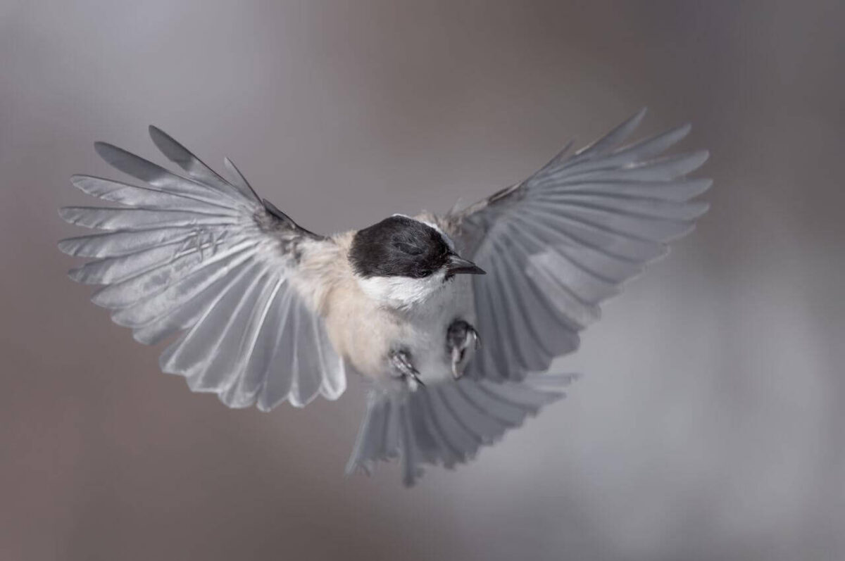 Sikora Uboga - wygląd ptaka, głos i ciekawostki