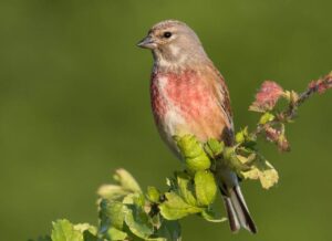 Ciekawostki o ptakach, wiedza i edukacja. Jak ratować ptaki?