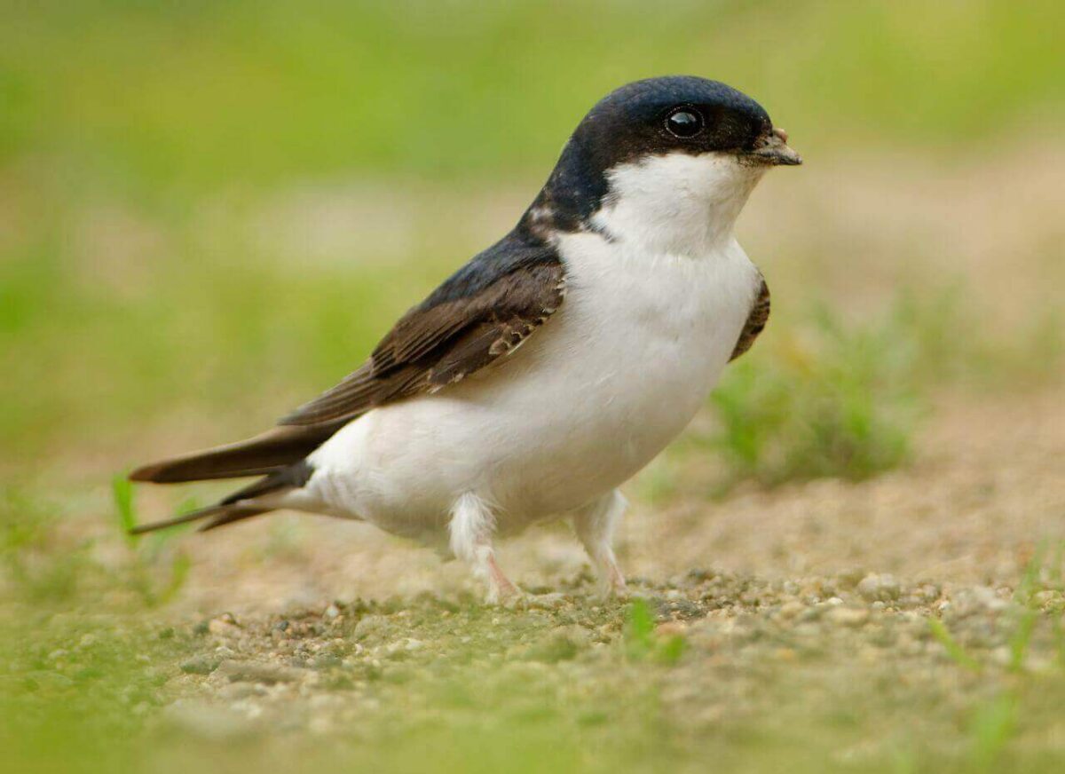 Oknówka (Jaskółka) - wygląd ptaka, głos i ciekawostki