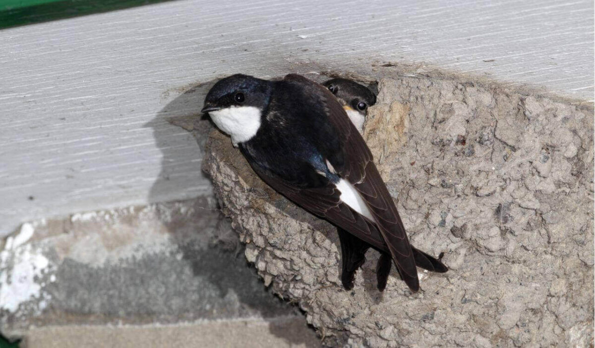 Oknówka (Jaskółka) - wygląd ptaka, głos i ciekawostki