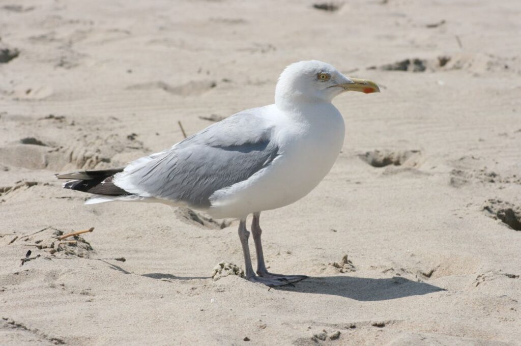 Mewa Srebrzysta - wygląd ptaka, głos i ciekawostki