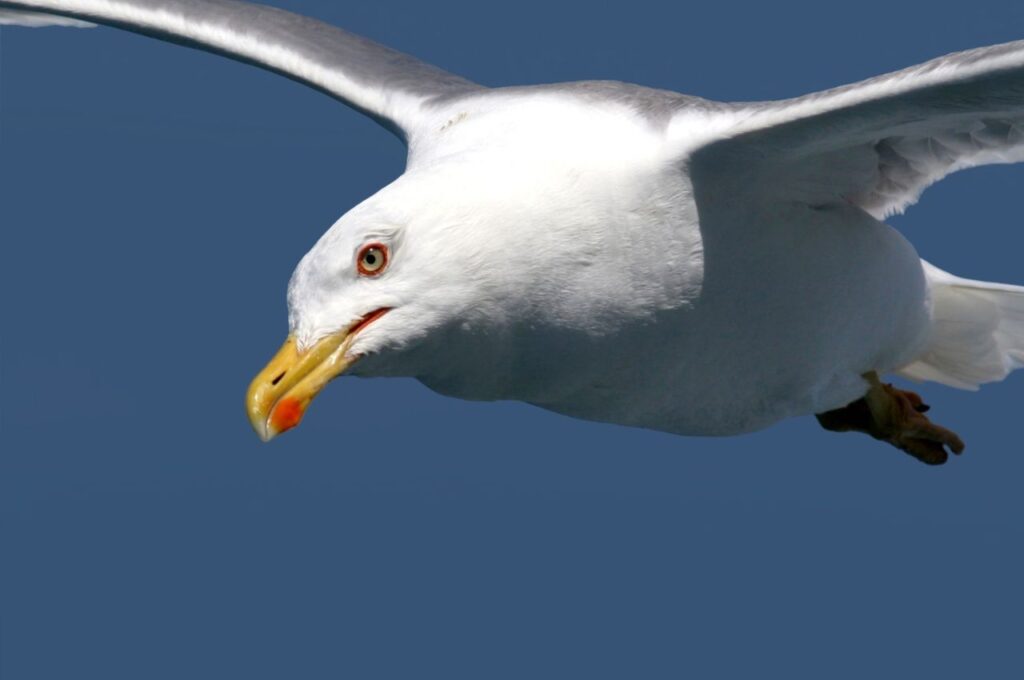 Mewa Srebrzysta - wygląd ptaka, głos i ciekawostki