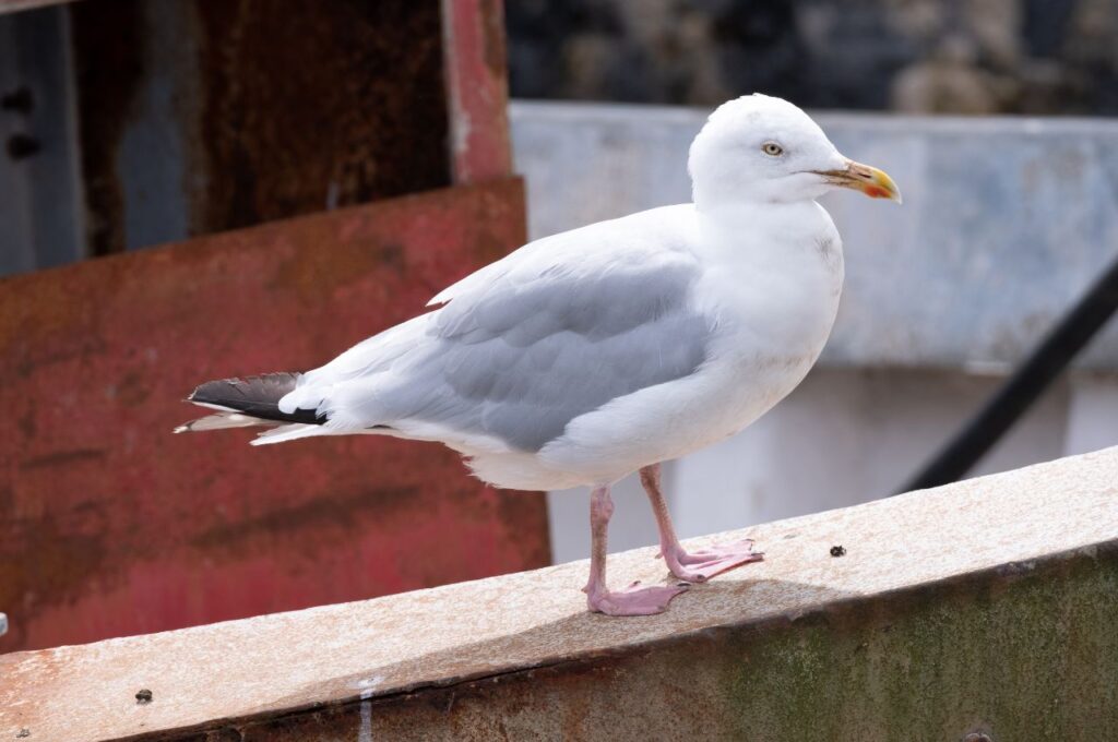 Mewa Srebrzysta - wygląd ptaka, głos i ciekawostki