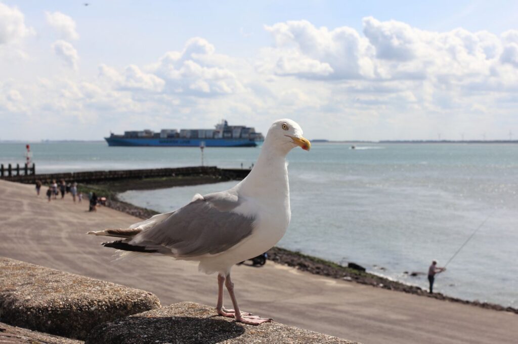 Mewa Srebrzysta - wygląd ptaka, głos i ciekawostki