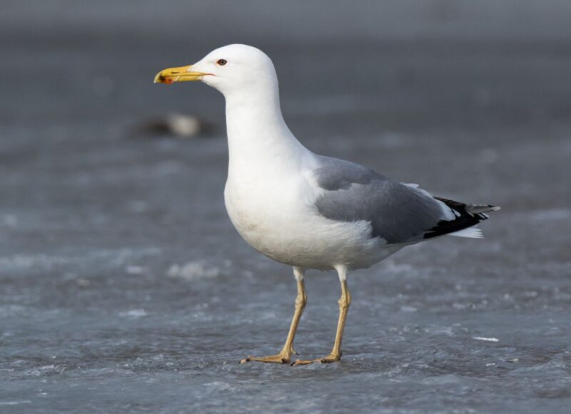 Mewa Srebrzysta - wygląd ptaka, głos i ciekawostki