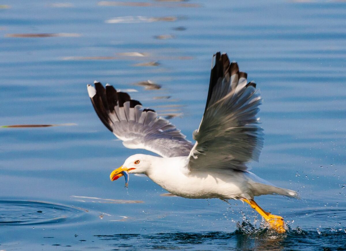 Mewa Srebrzysta - wygląd ptaka, głos i ciekawostki
