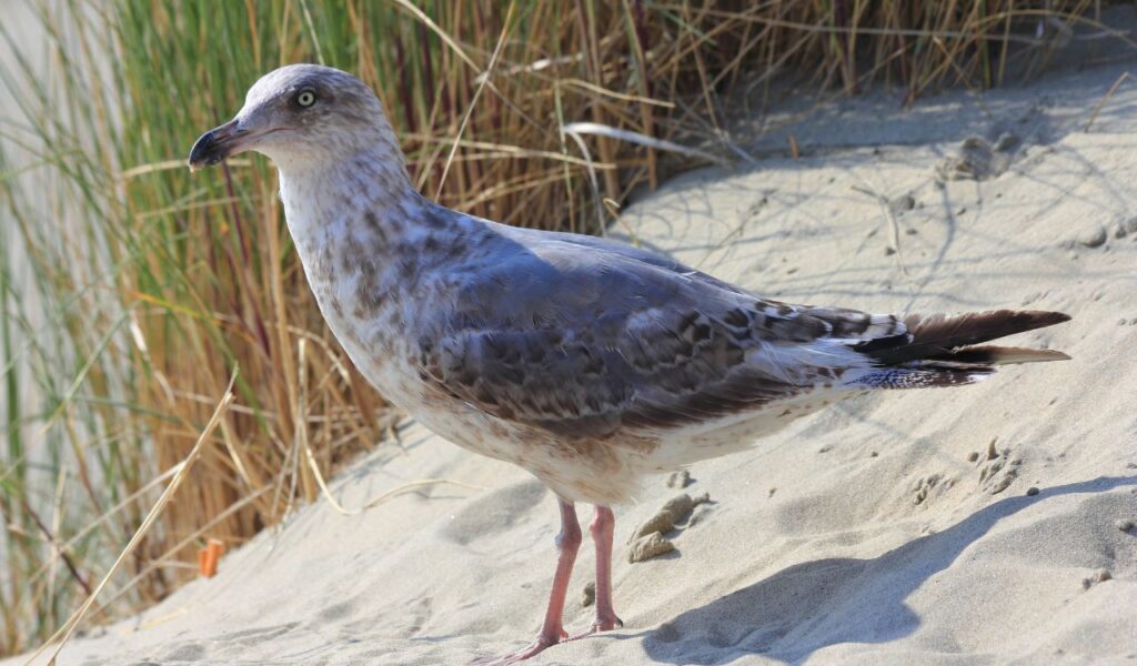 Mewa Srebrzysta - wygląd ptaka, głos i ciekawostki