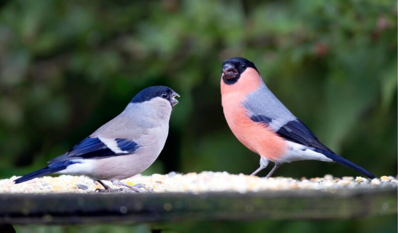 Gil - wygląd ptaka, głos i ciekawostki