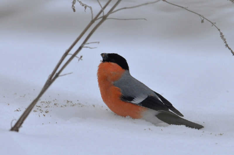 Gil - wygląd ptaka, głos i ciekawostki
