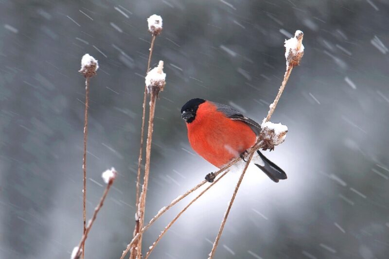 Gil - wygląd ptaka, głos i ciekawostki