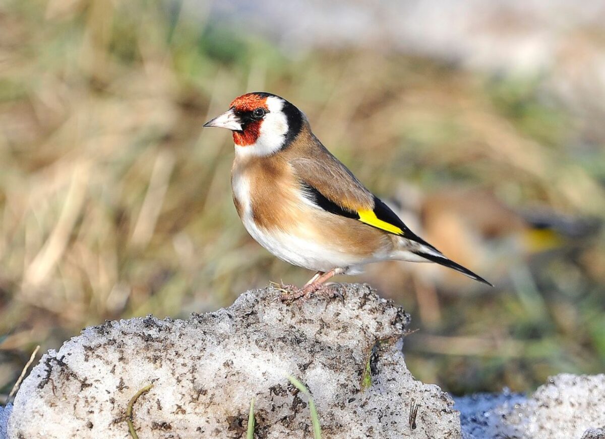 Szczygieł - Stowarzyszenie Jestem na pTAK!