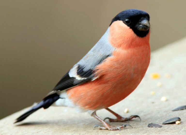 Gil - wygląd ptaka, głos i ciekawostki