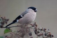 Gil - wygląd ptaka, głos i ciekawostki