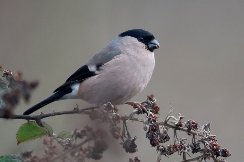 Gil - wygląd ptaka, głos i ciekawostki