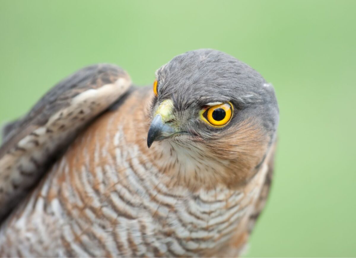 Krogulec - Stowarzyszenie Jestem na pTAK!