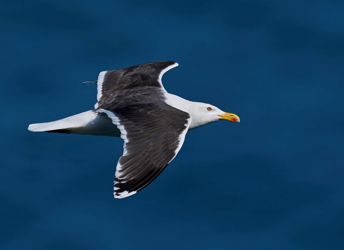 Mewa Siodłata - wygląd ptaka, głos i ciekawostki