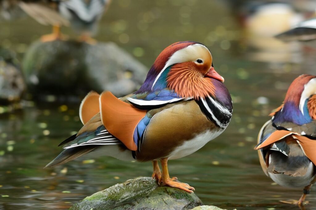 Mandarynka - wygląd ptaka, głos i ciekawostki