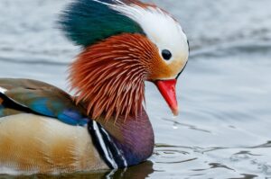 Mandarynka - wygląd ptaka, głos i ciekawostki