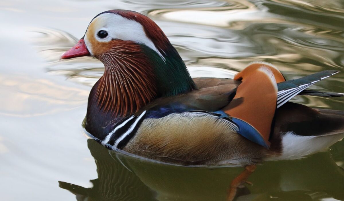 Mandarynka - wygląd ptaka, głos i ciekawostki