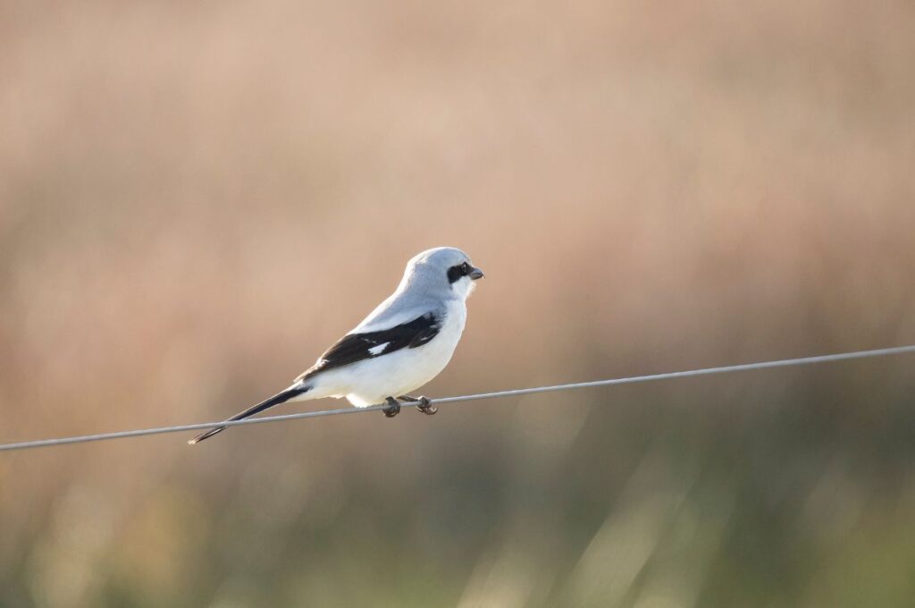 Srokosz - wygląd ptaka, głos i ciekawostki