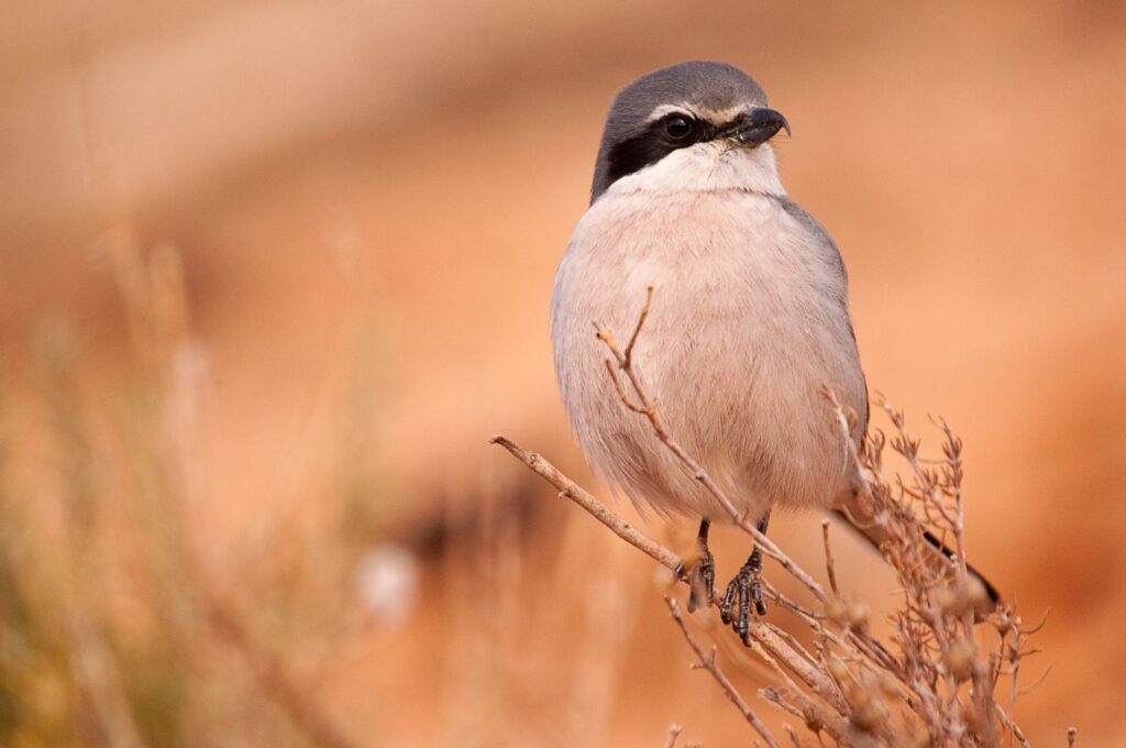 Srokosz - wygląd ptaka, głos i ciekawostki