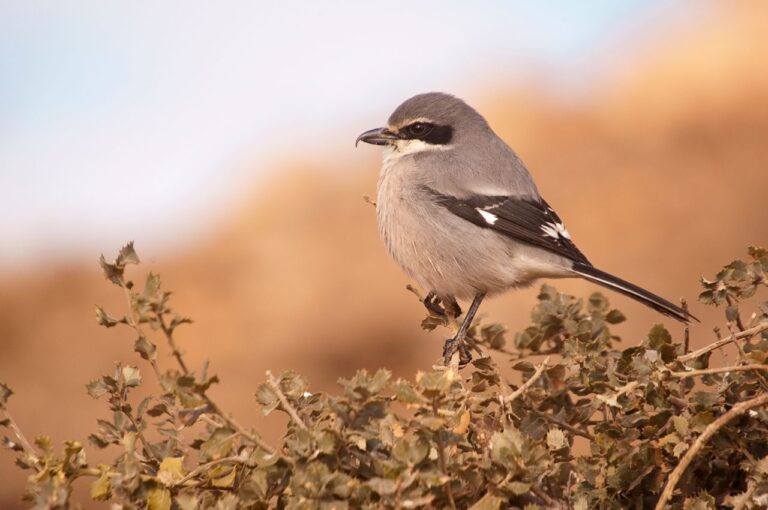 Srokosz - wygląd ptaka, głos i ciekawostki