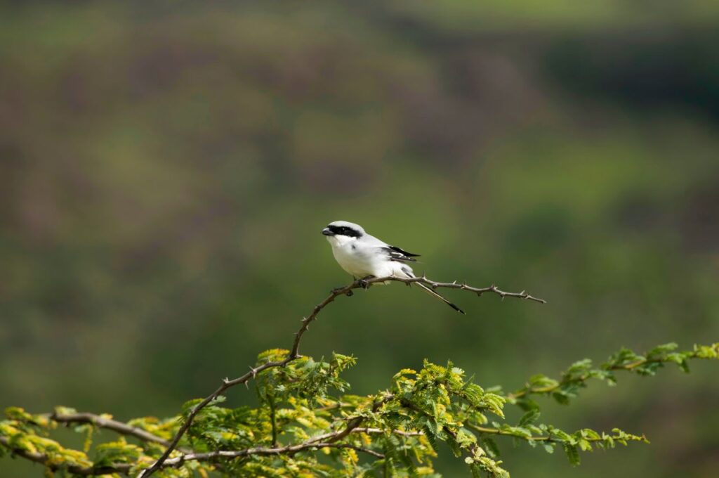 Srokosz - wygląd ptaka, głos i ciekawostki