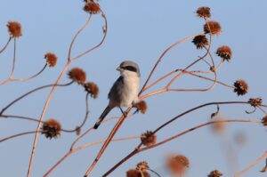 Srokosz - wygląd ptaka, głos i ciekawostki