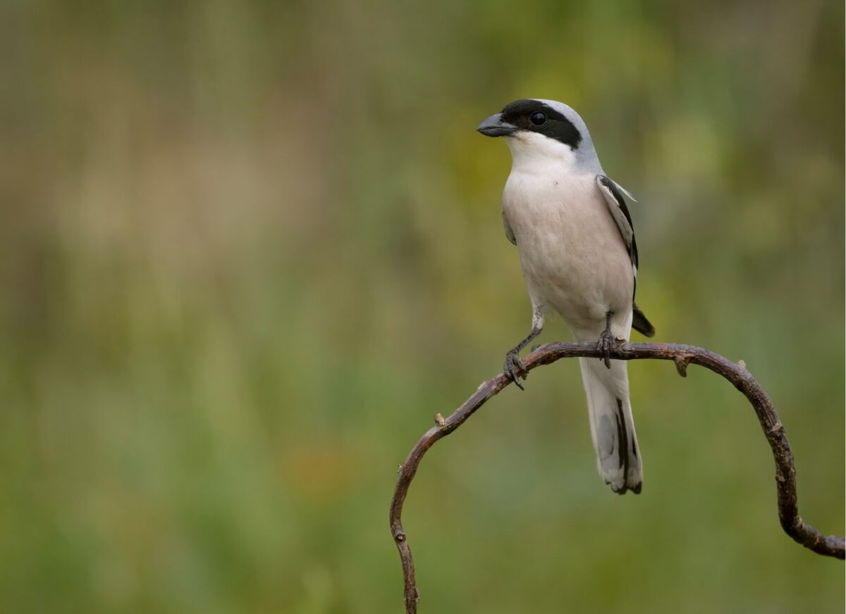 Srokosz - wygląd ptaka, głos i ciekawostki