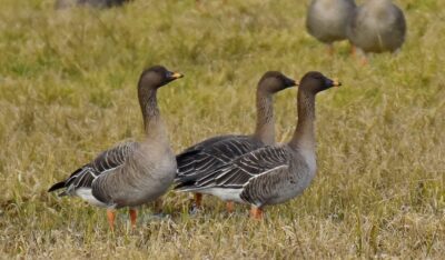 Gęś Tundrowa - Stowarzyszenie Jestem na pTAK!