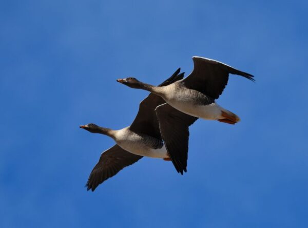 Gęś Tundrowa - Stowarzyszenie Jestem na pTAK!